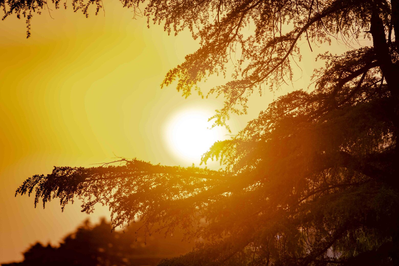 Discover the Most Beautiful Wedding Venues in Dharamshala